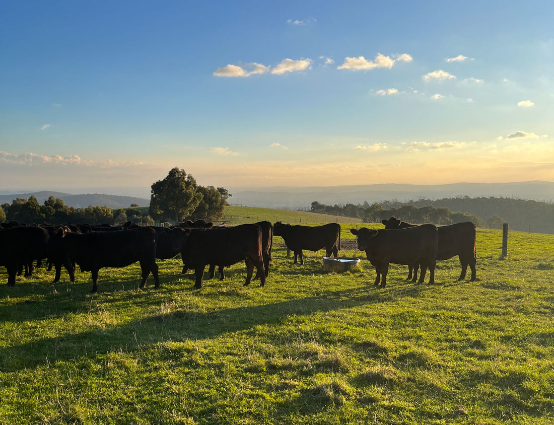 15kg grass-fed Angus beef boxes – Arcadia Farms